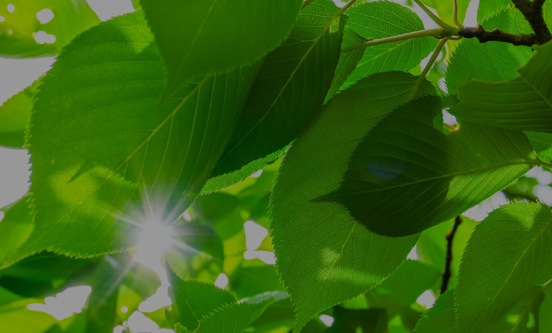 【セミナーレポート】“説明のクローン”が外来を変えた─DICTORを使った新しい患者説明のかたち｜TOPPAN NEWNORMAL